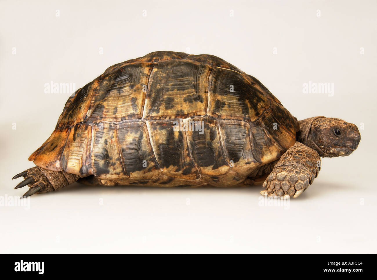 TORTOISE ON WHITE BACKGROUND Stock Photo - Alamy