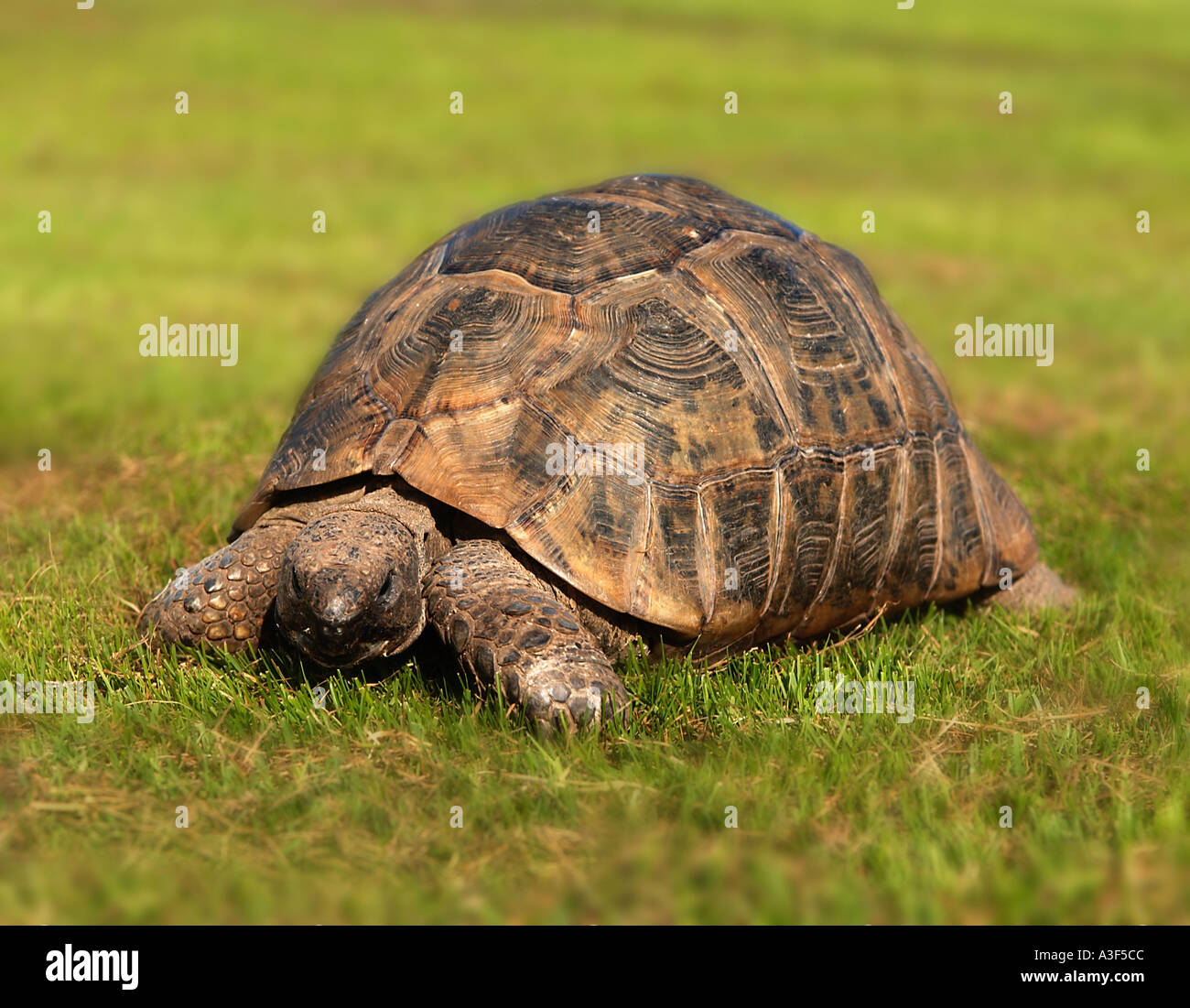 Mark of the tortoise hi-res stock photography and images - Alamy