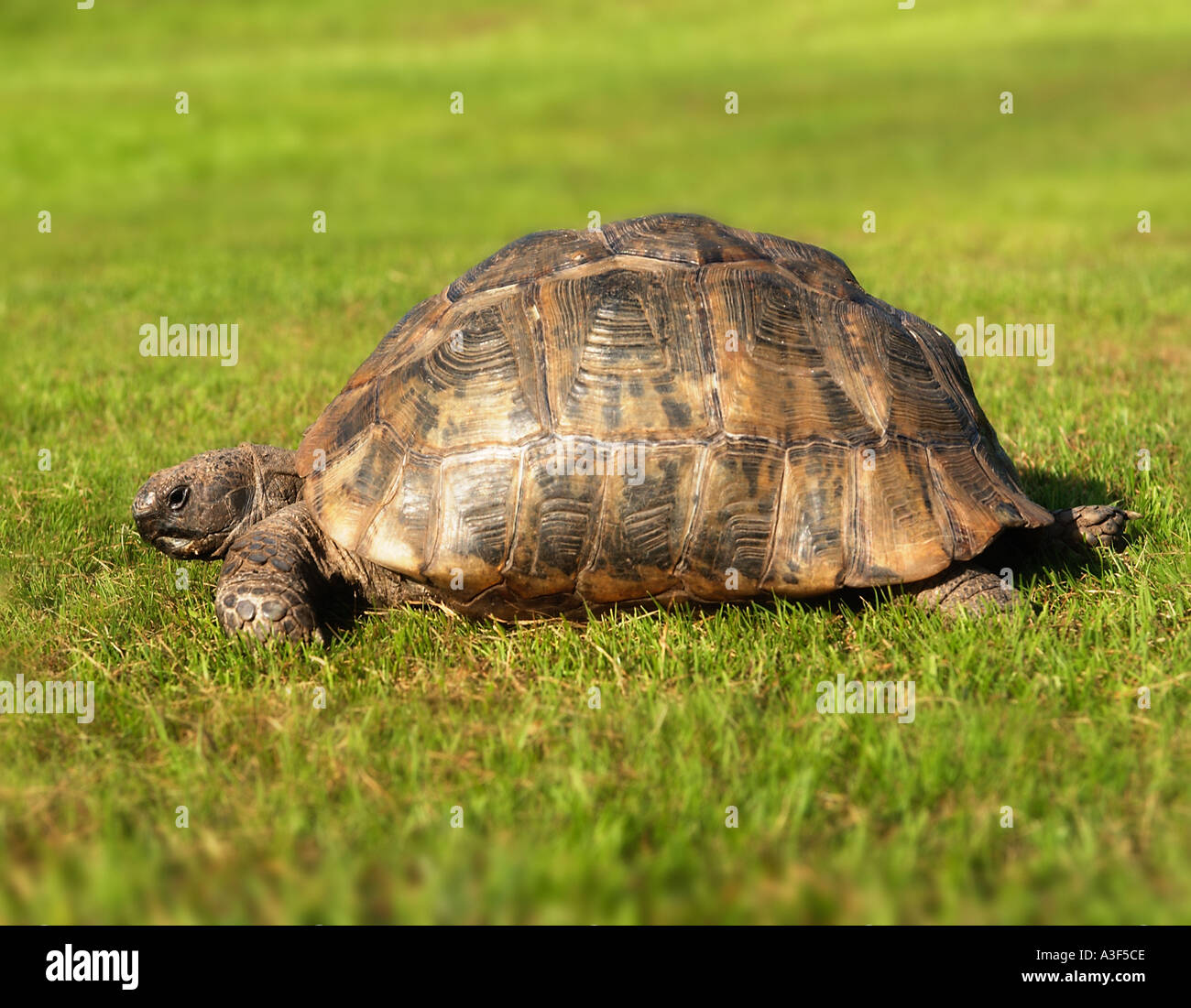 TORTOISE CRAWLING IN GRASS Stock Photo - Alamy