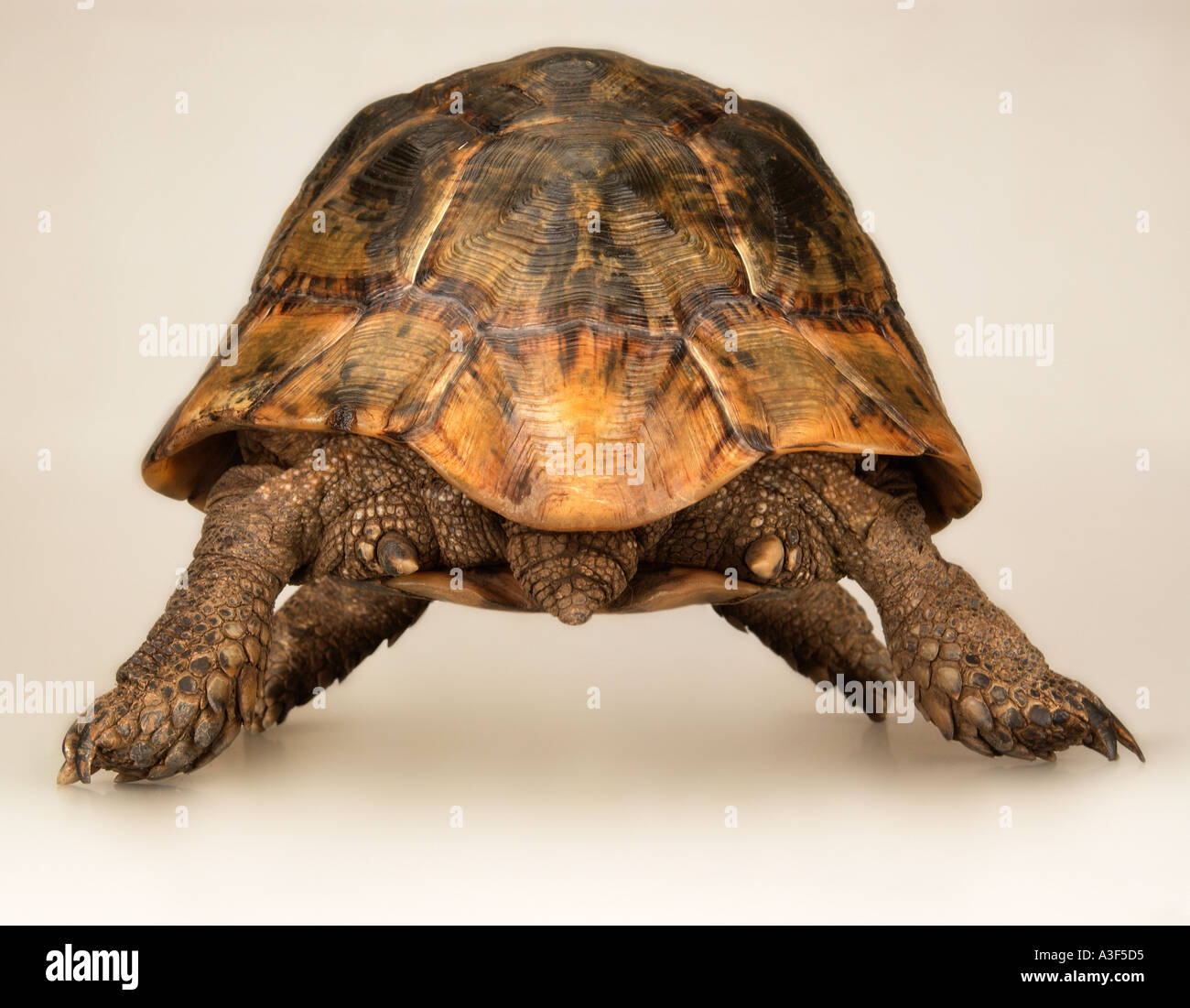 Back of tortoise hi-res stock photography and images - Alamy