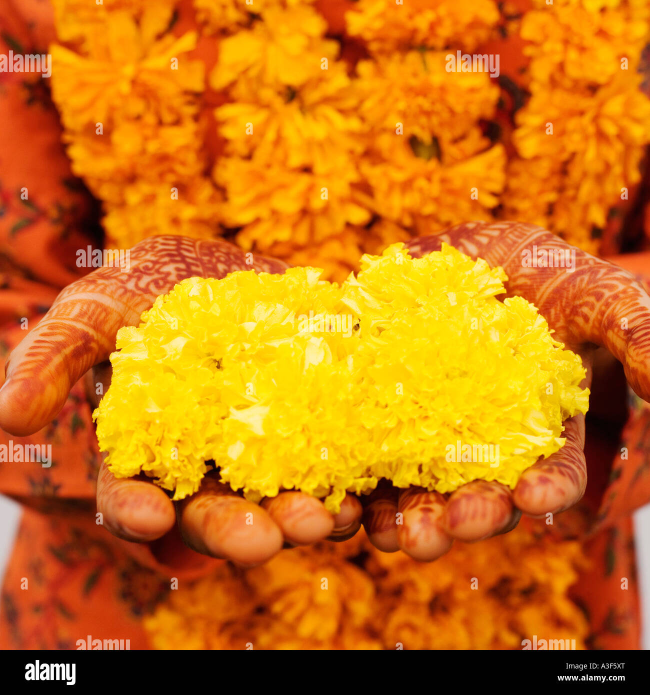Mid section view of a woman holding Marigolds Stock Photo - Alamy