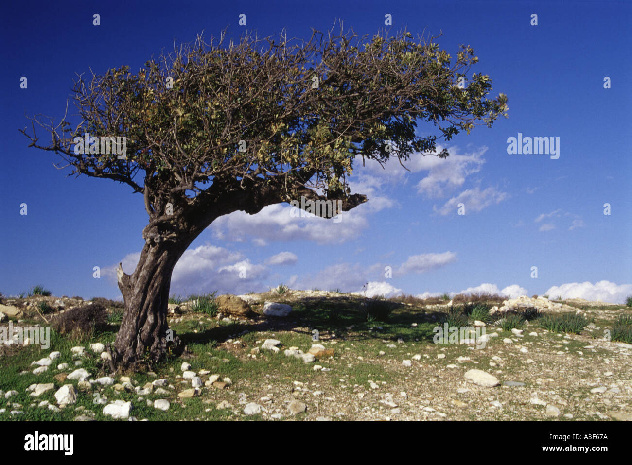 Lone cyprus tree hi-res stock photography and images - Alamy