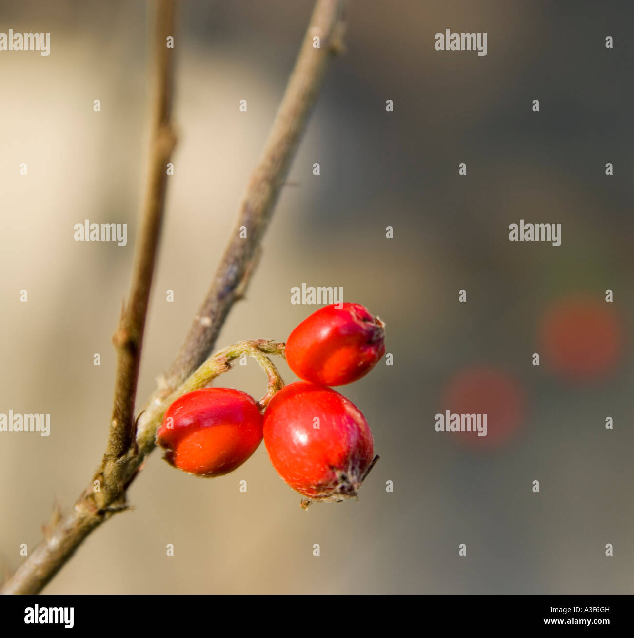 Red berberis berries in winter Stock Photo - Alamy