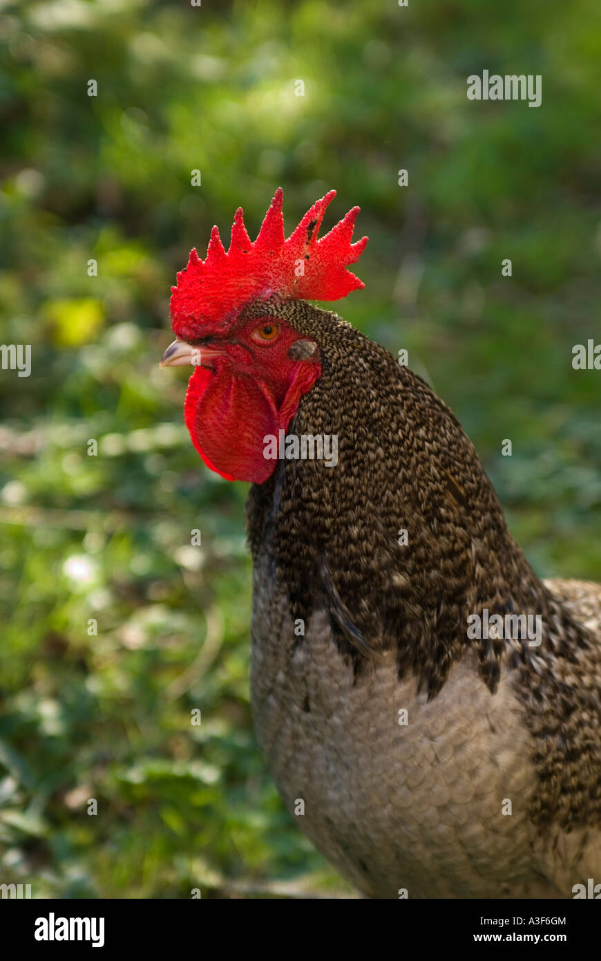 Wattle of cockerel hi-res stock photography and images - Alamy