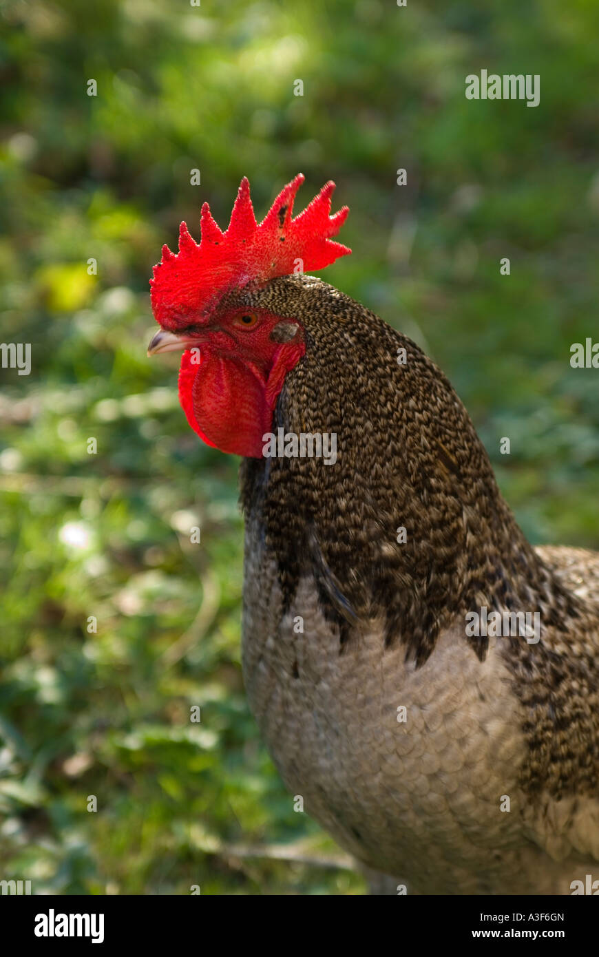 Domestic poultry Scotland UK Stock Photo - Alamy
