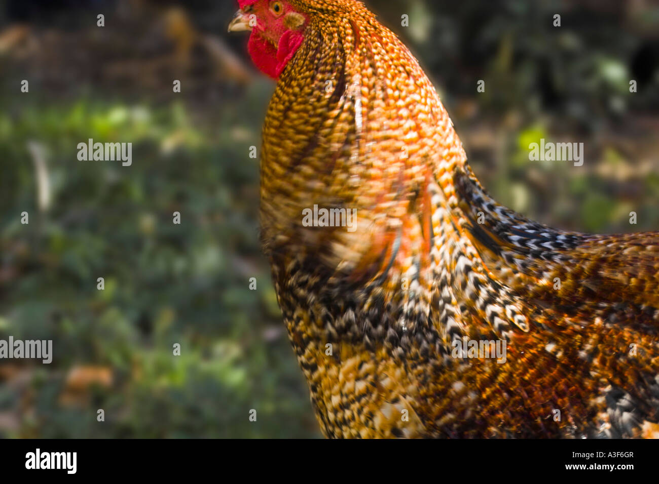 Domestic poultry Scotland UK cockerel semi abstract Stock Photo - Alamy