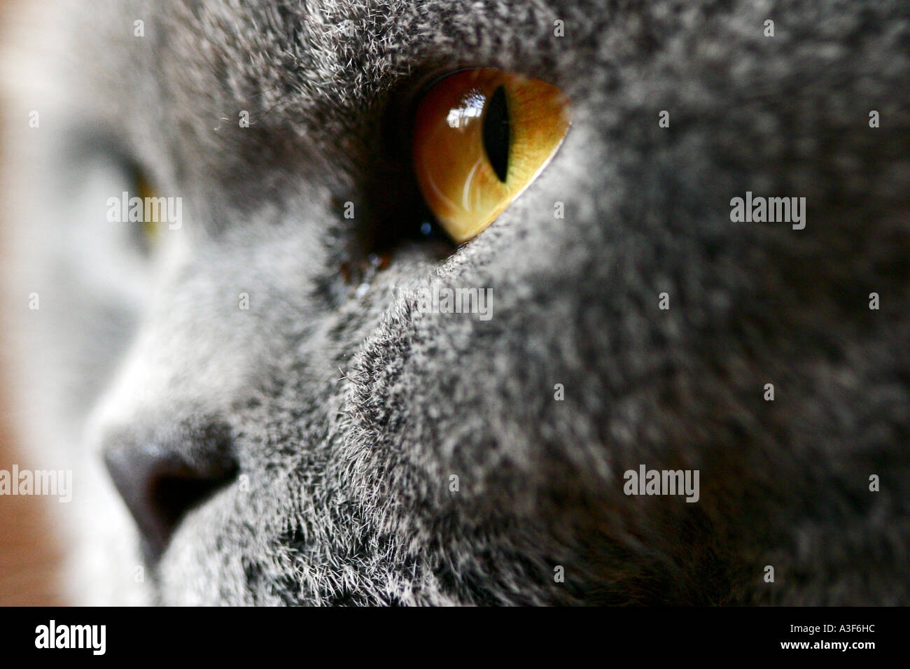 Face british hi-res stock photography and images - Alamy