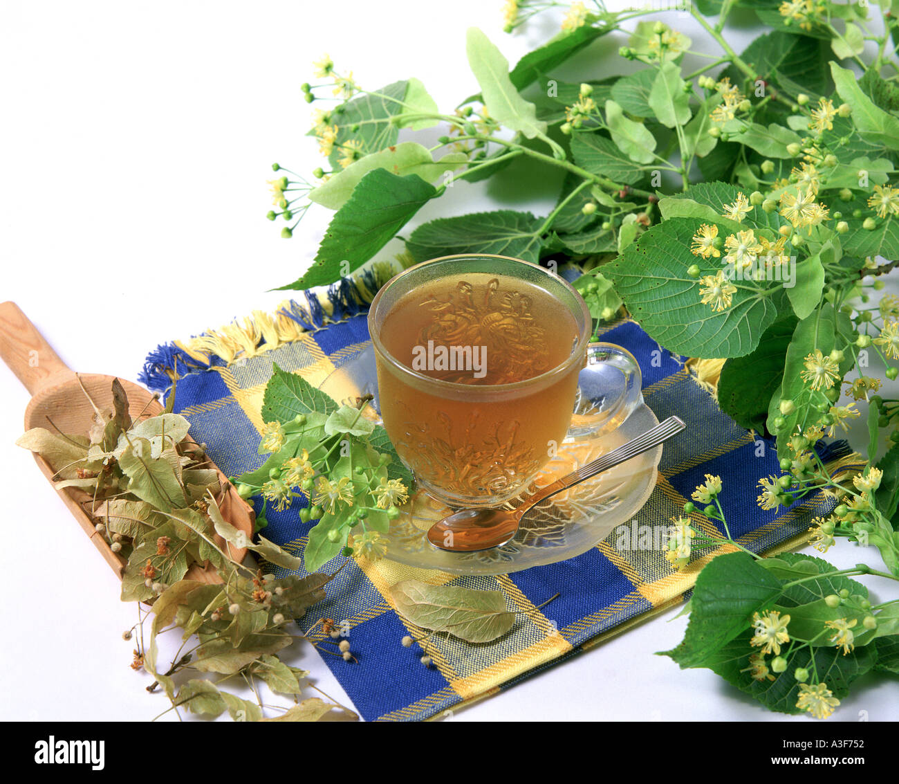 Lime tree infusion Tilia platyphyllos Stock Photo - Alamy