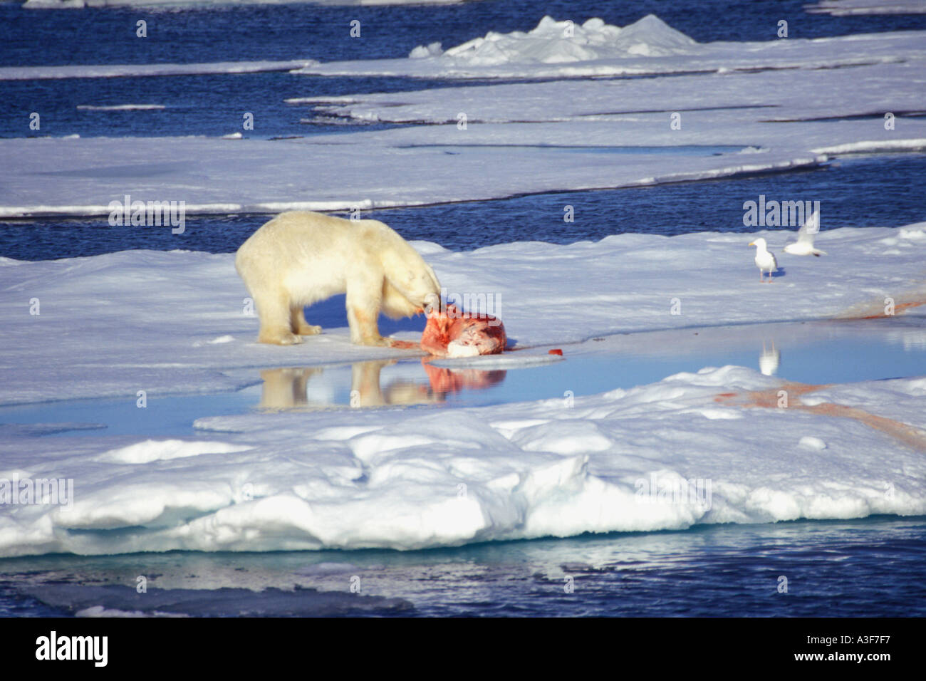 Polar Bear Ursus maritimus Eating Bearded Seal Erignatus barbatus on ...