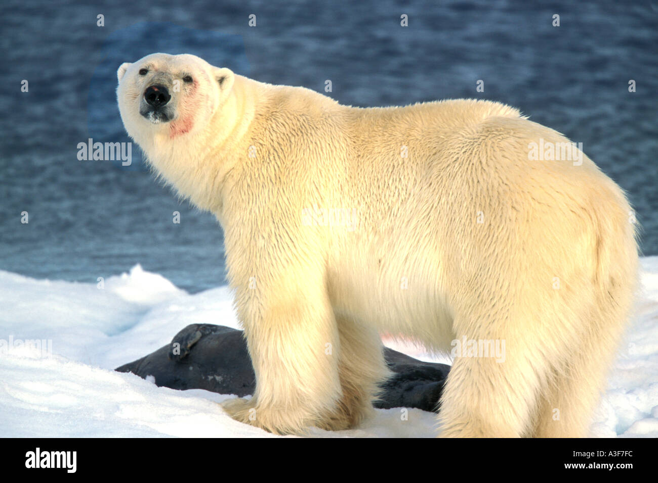 Polar Bear Ursus maritimus with Bearded Seal Erignatus barbatus Kill on ...