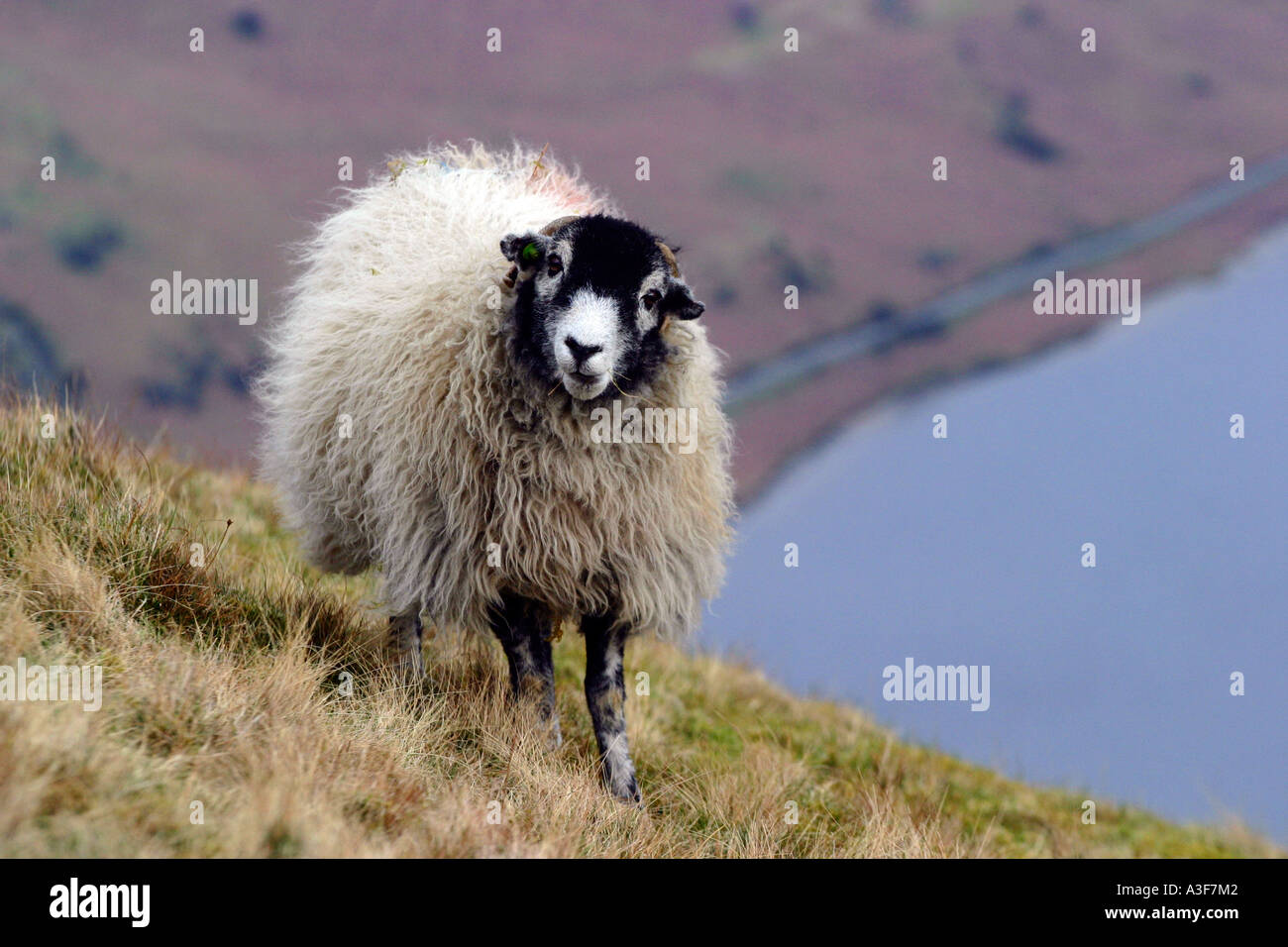 Cumbrian sheep hi-res stock photography and images - Alamy