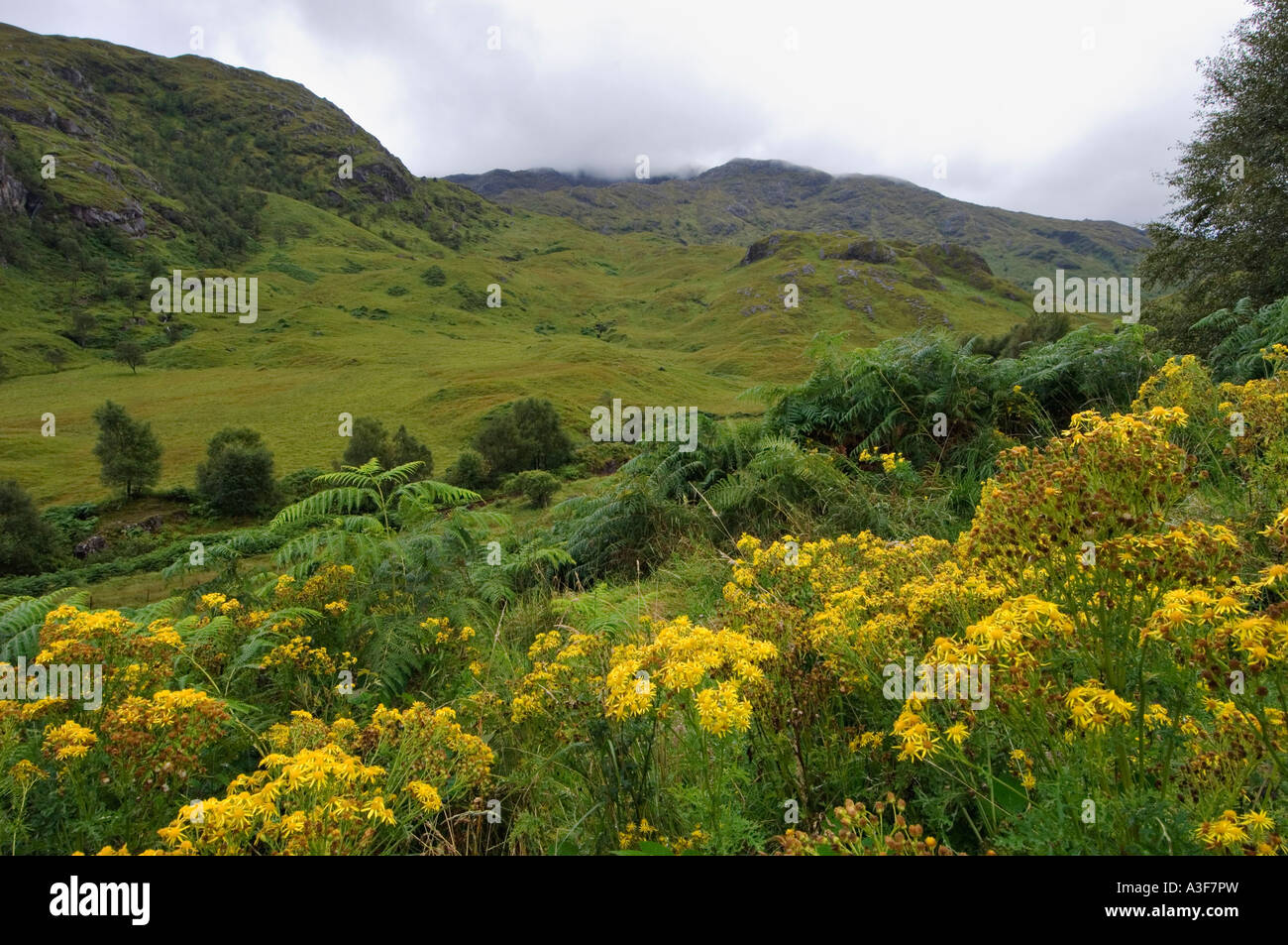 Scottish highland moors hi-res stock photography and images - Alamy