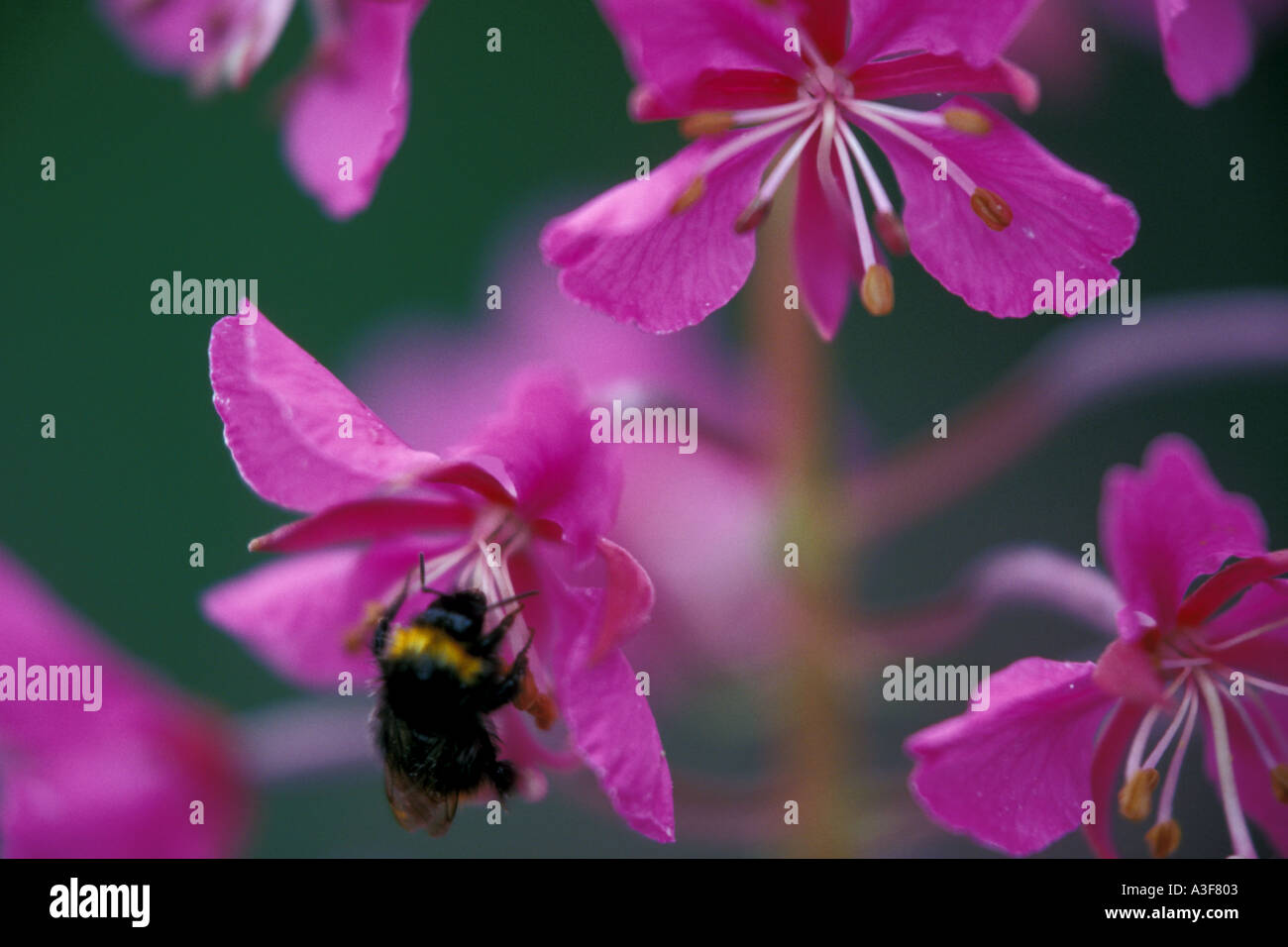 Pollinating fireweed hi-res stock photography and images - Alamy