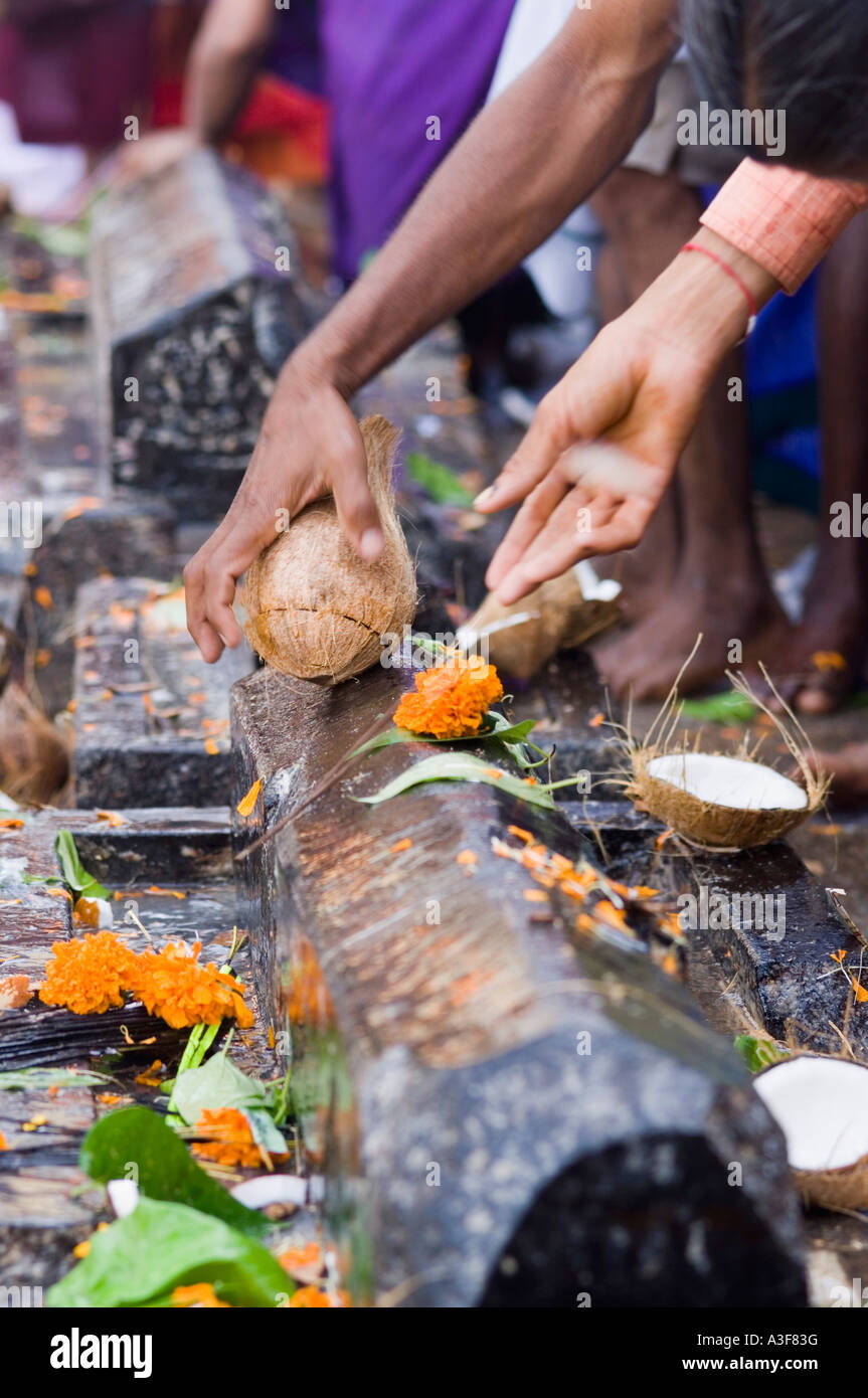 Person's hand breaking a coconut in a temple, Tirupati, Andhra Pradesh ...