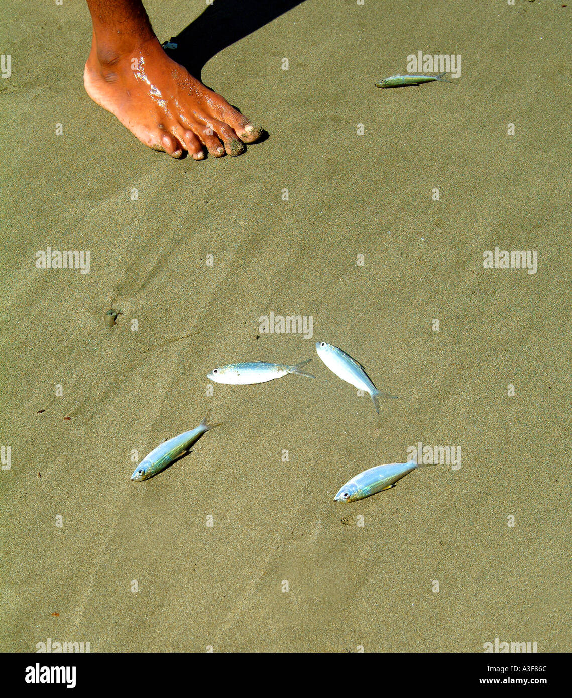 Fijian pattern hi-res stock photography and images - Alamy