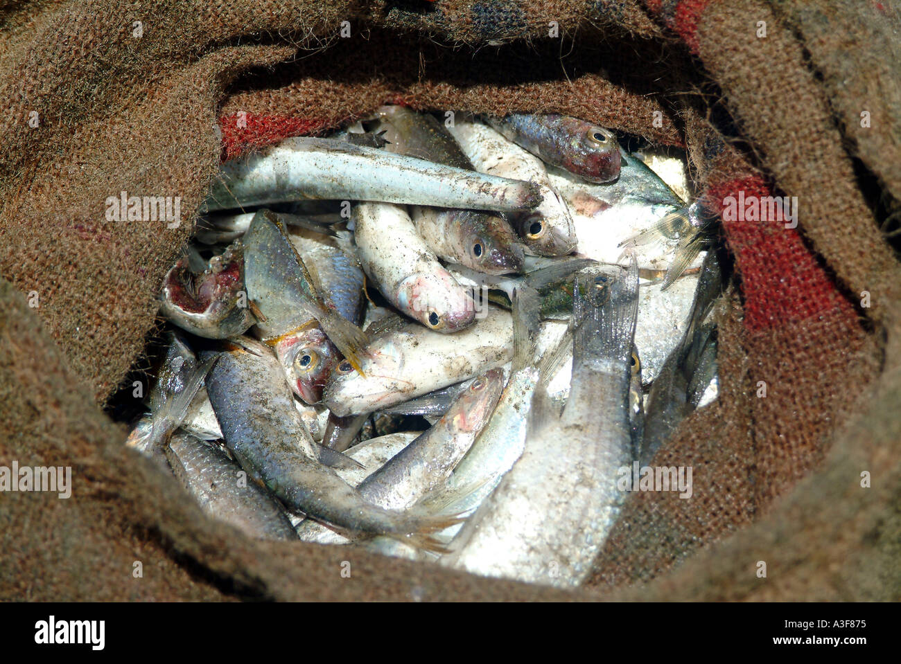 fish bag sack Stock Photo - Alamy