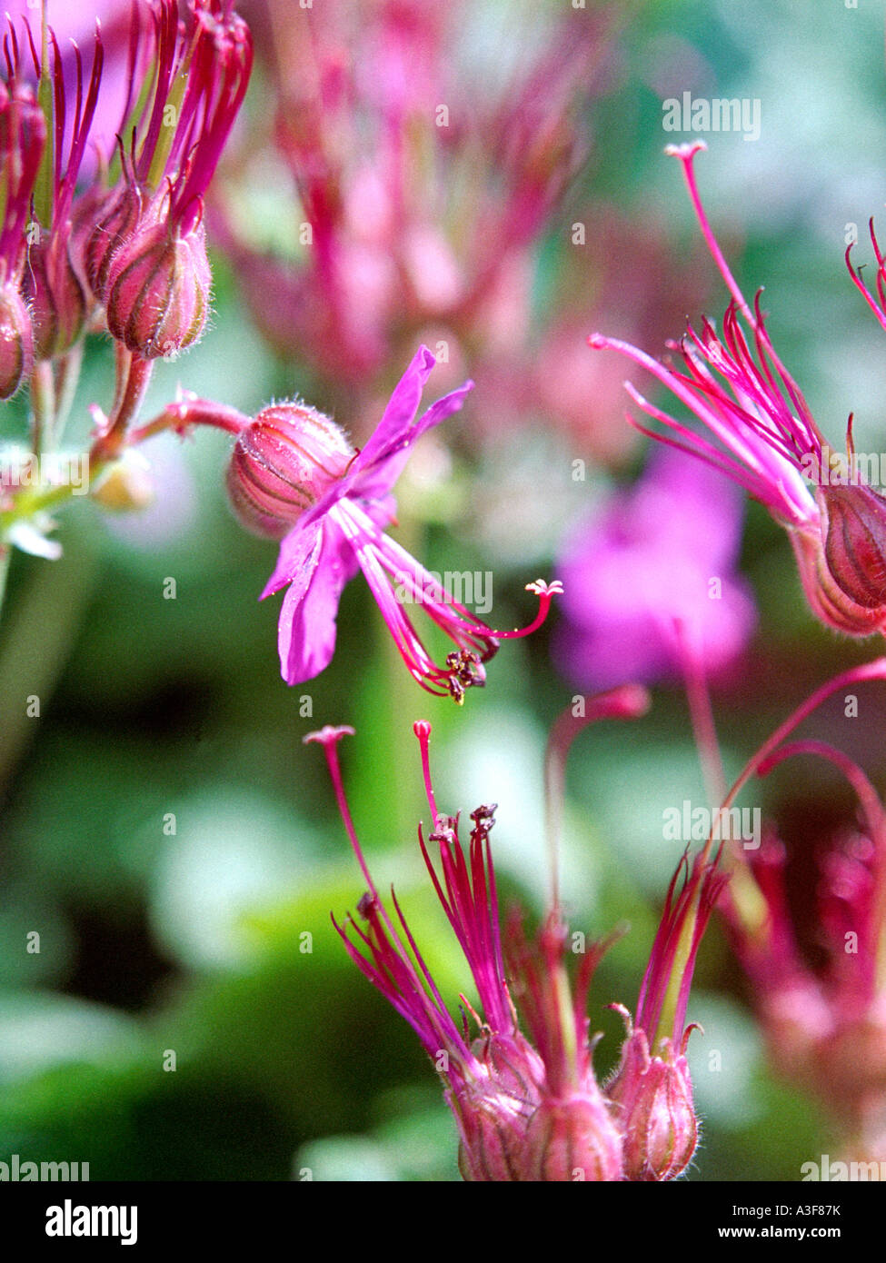 Geraniaceae macrorrhizum, 'big-root' geranium, magenta Stock Photo - Alamy