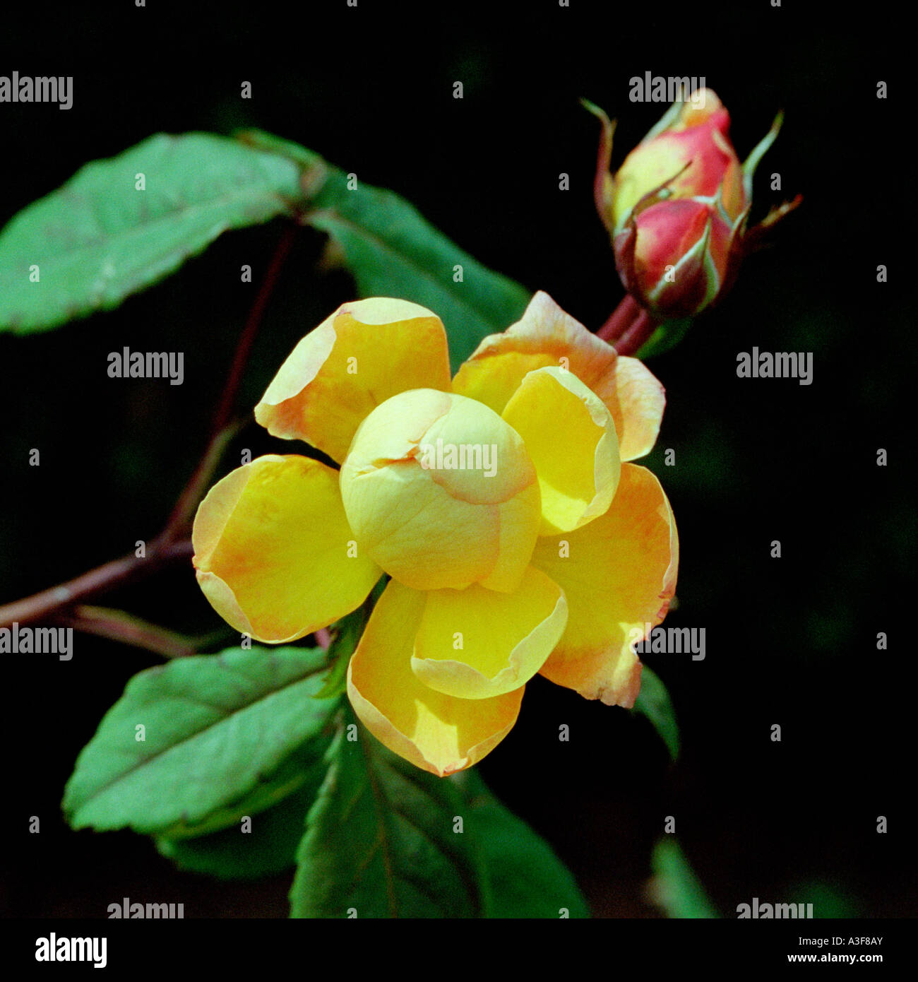 Rosaceae, Rose, yellow, floribunda, rounded, semi-open and with a bud ...