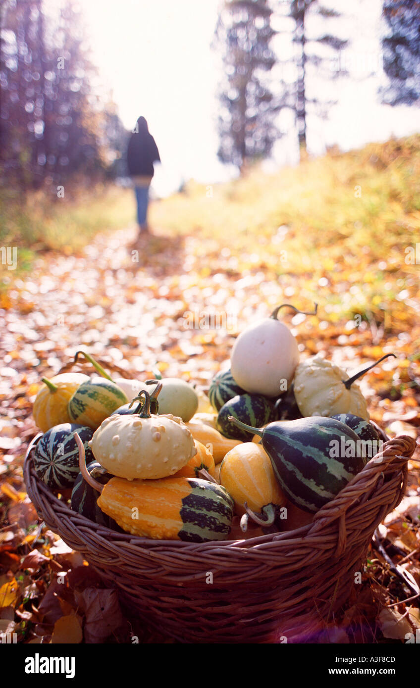 Colorful fall gourds in basket surrounded by fall leaves with figure ...