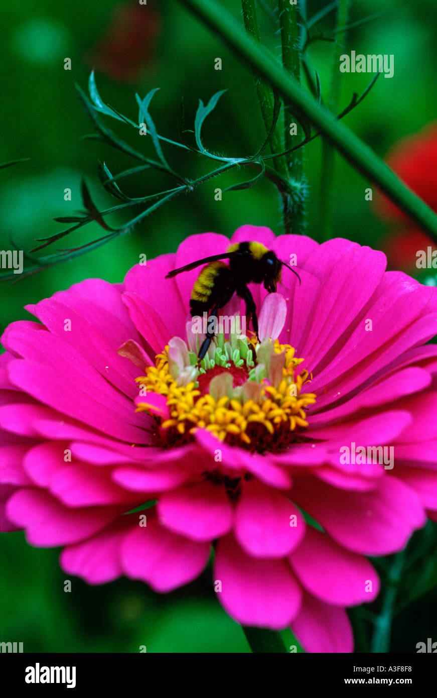 Bee pollinating pink flower Stock Photo - Alamy