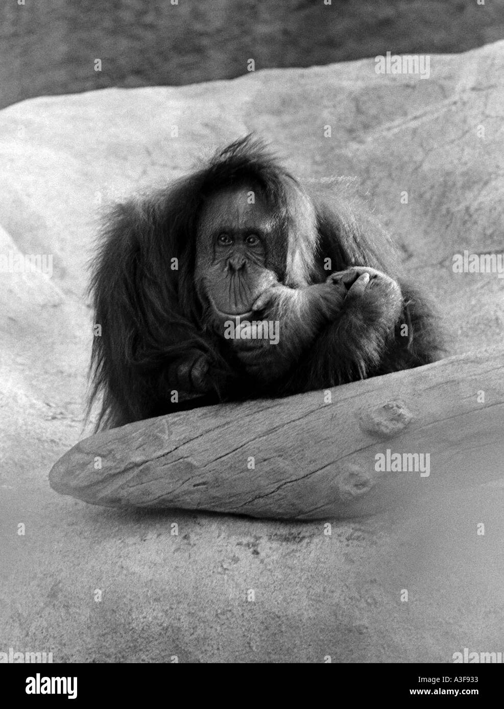 Oranutan Smiling With Hand On Chin Stock Photo Alamy oranutan-smiling-with-hand-on-chin-stock-photo-alamy