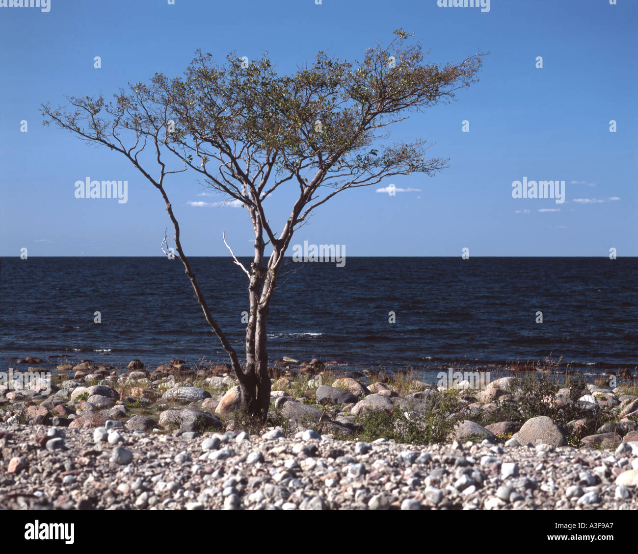 Pebbles beach north western coast oland island sweden Stock Photo - Alamy
