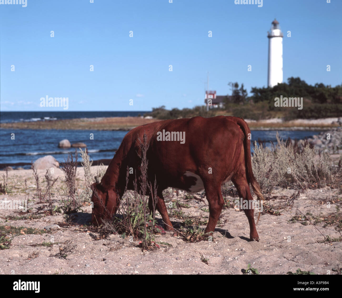 cow by the sea oland island sweden sunny summer afternoon Stock Photo ...