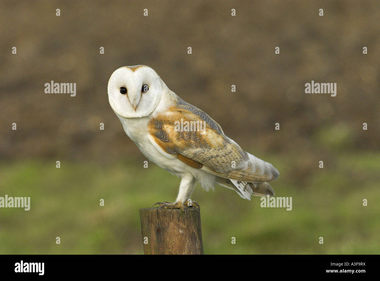Barn Owl tyto alba perched on hunting post in rough pasture Norfolk UK ...