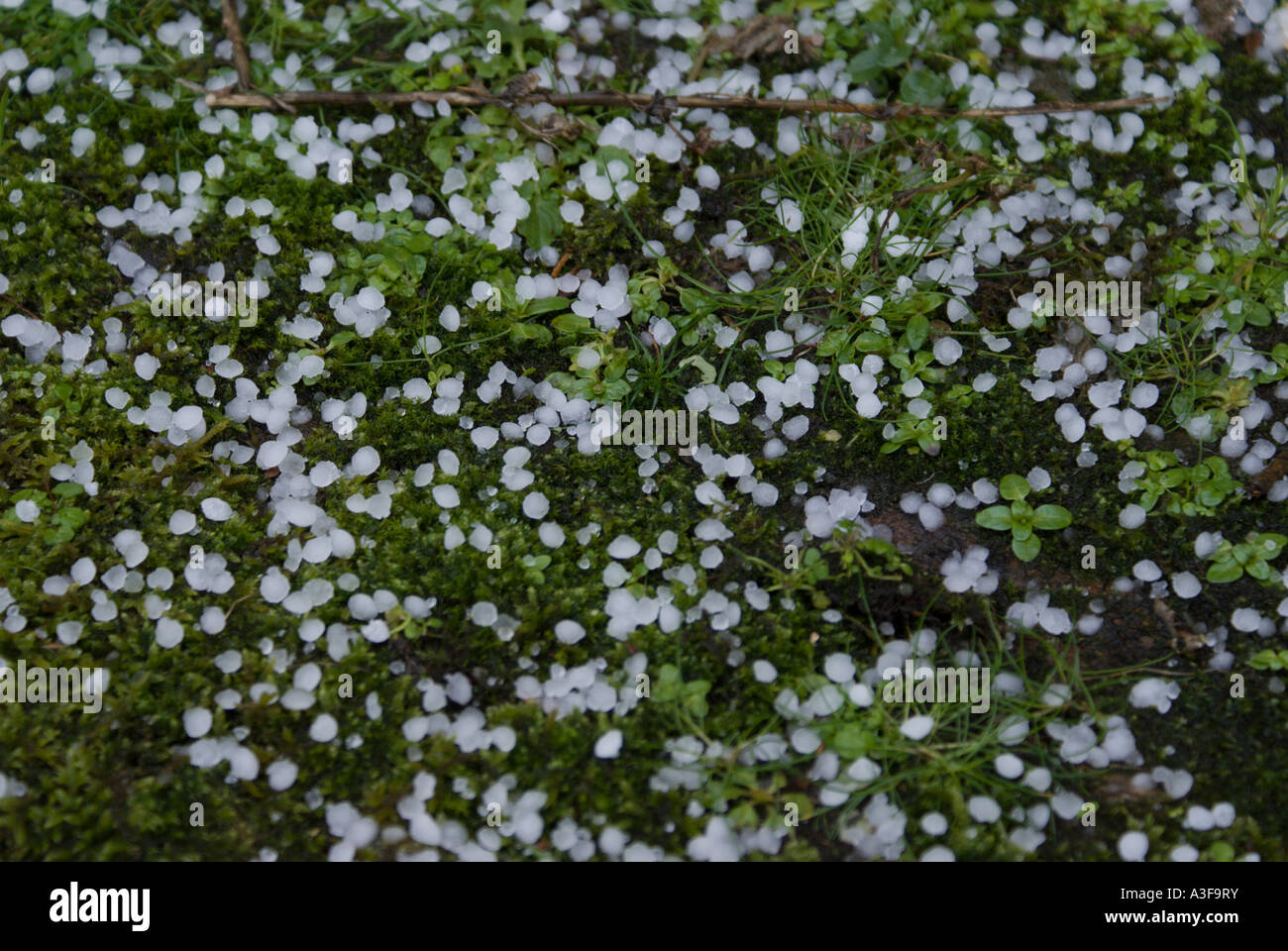 Freshly fallen hailstones in Scotland Stock Photo - Alamy