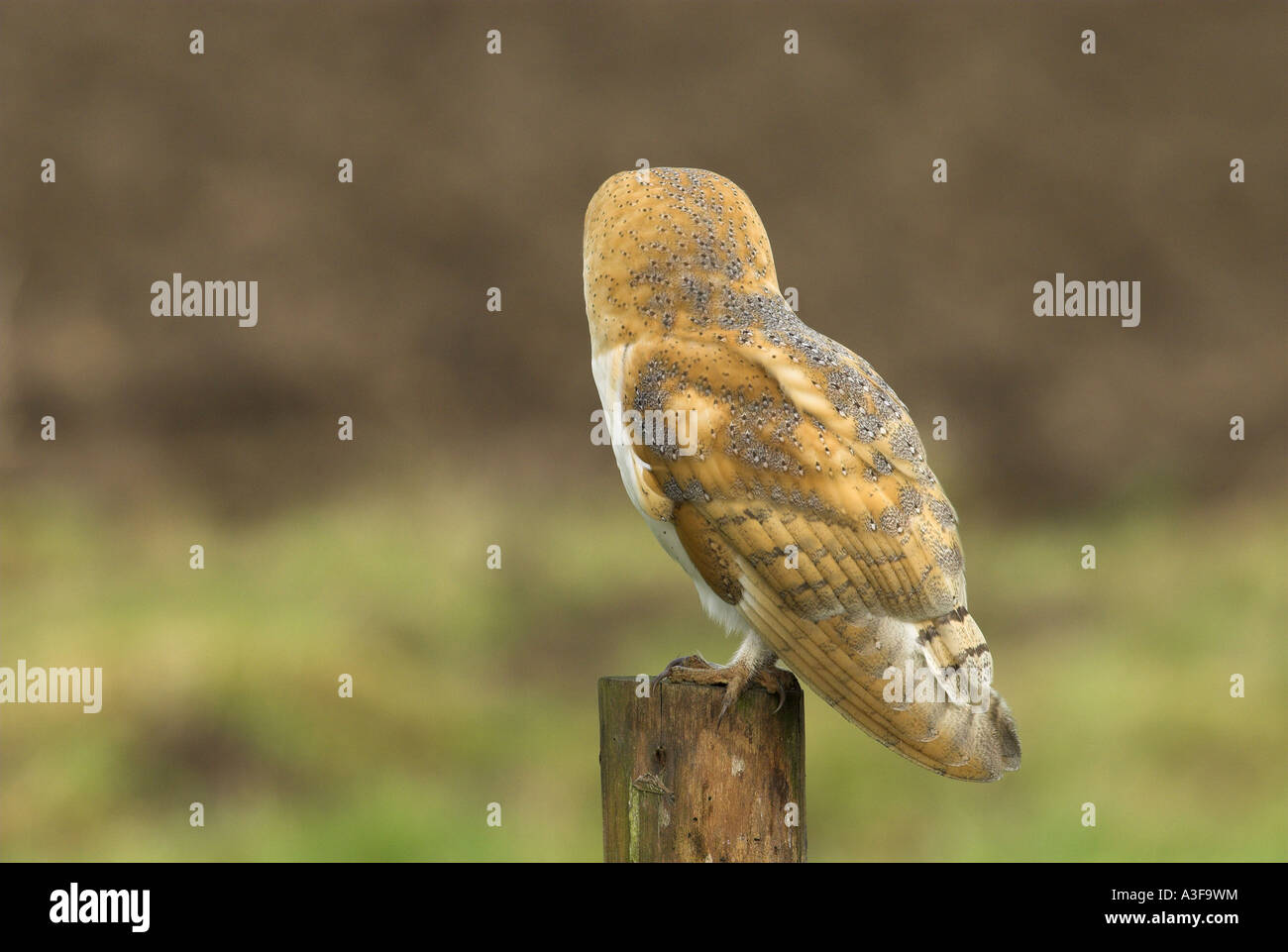 Barn owl back view hi-res stock photography and images - Alamy