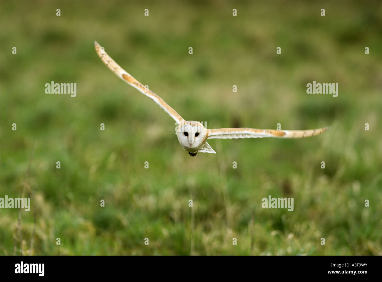 Barn Owl tyto alba flying over rough grassland Norfolk UK January Stock ...