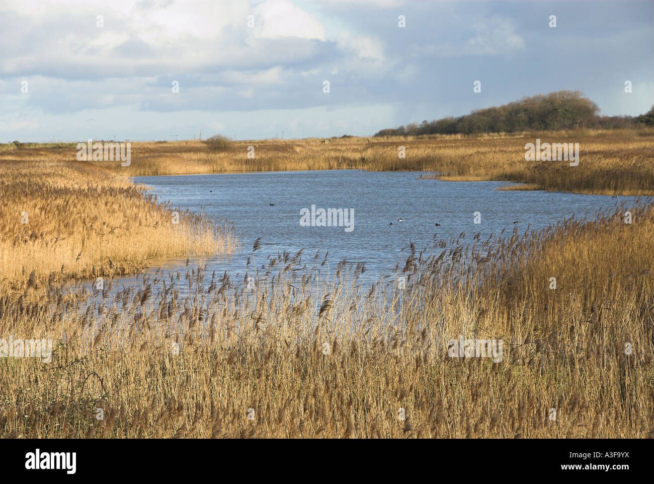 Coastal reed bed phragmites habitat North Norfolk Stock Photo - Alamy