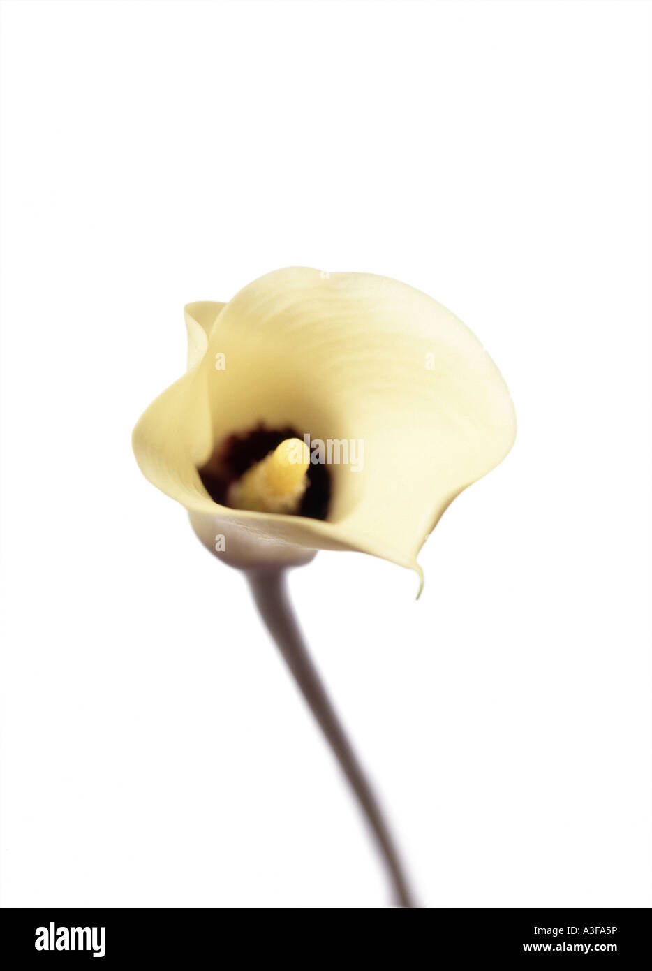 Calla Lily Cutting Flowers at Alicia Finch blog