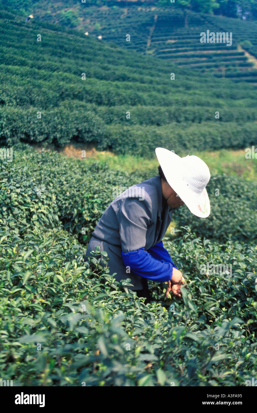 Dragon well hi-res stock photography and images - Alamy