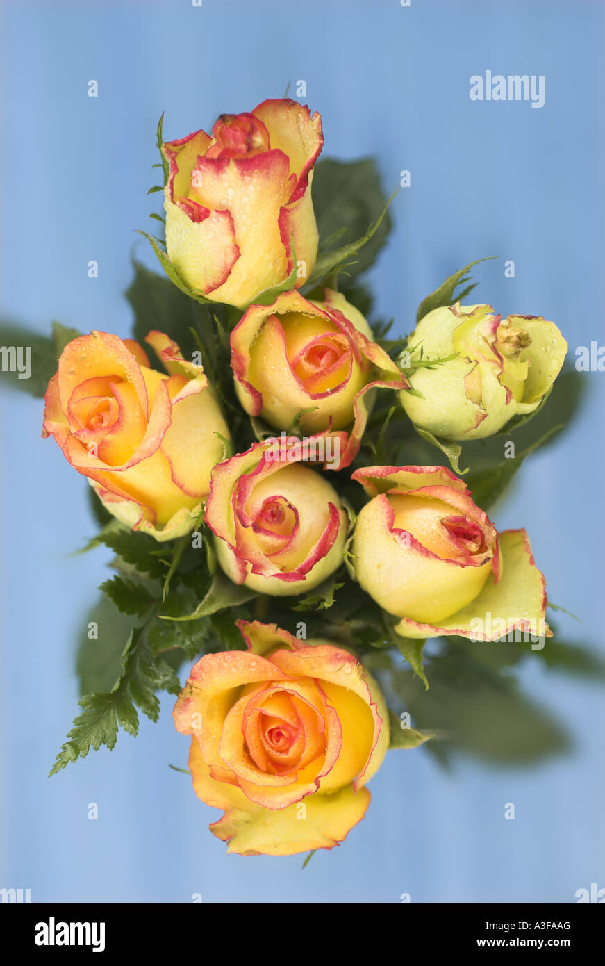 Rose posy Still life with blue background Stock Photo - Alamy