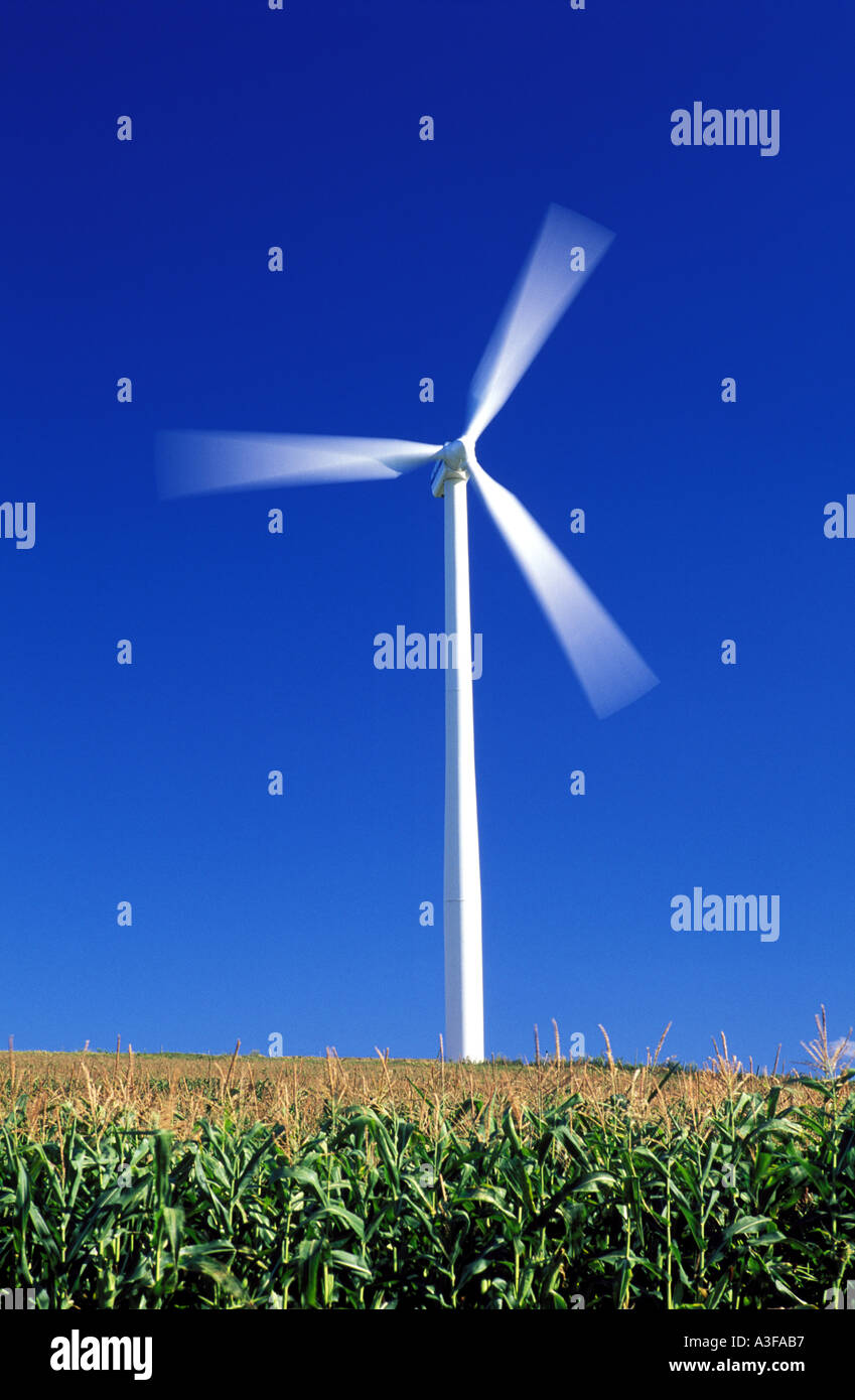 Wind turbine in corn field Stock Photo - Alamy