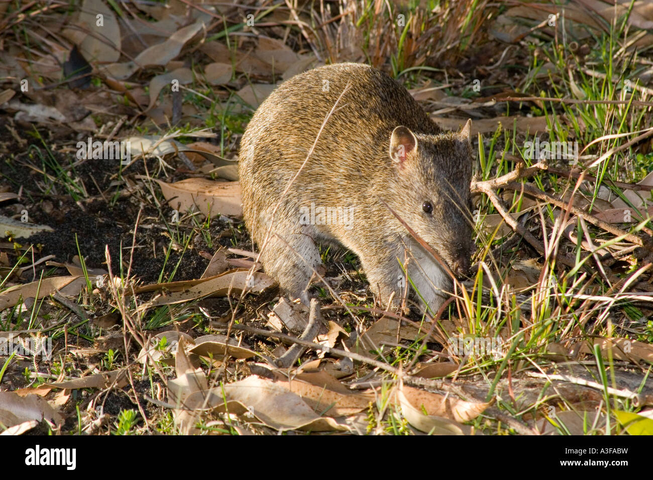 Southern brown bandicoot isoodon obesulus hi-res stock photography and ...