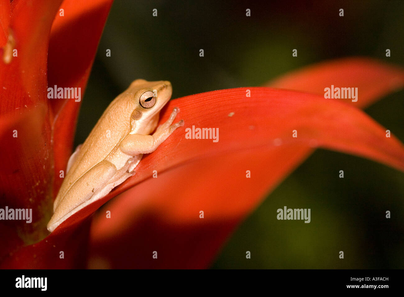 Australian tree frog dwarf hi-res stock photography and images - Alamy