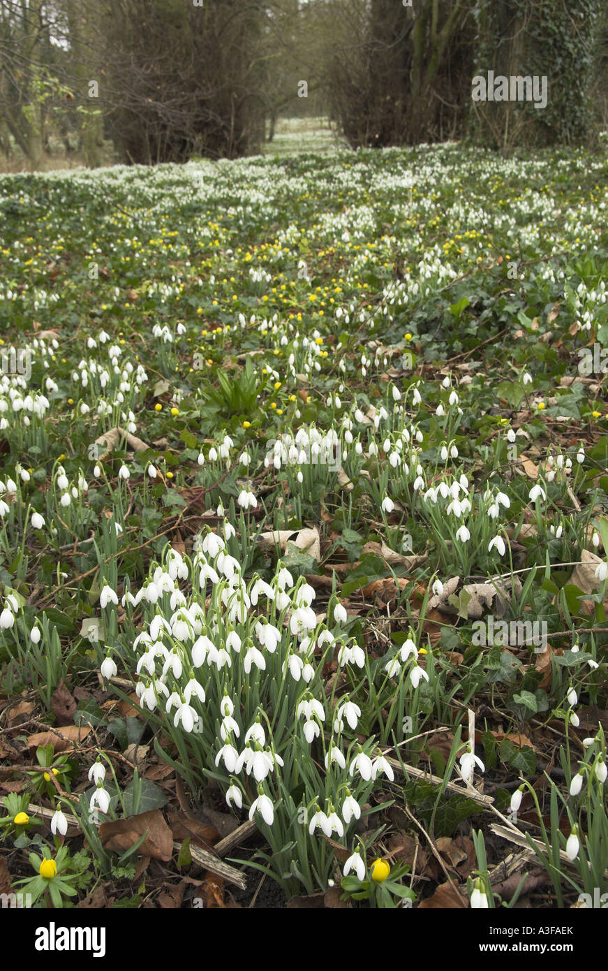 Winter Aconites eranthis hyemalis and Snowdrops galanthus nivalis ...