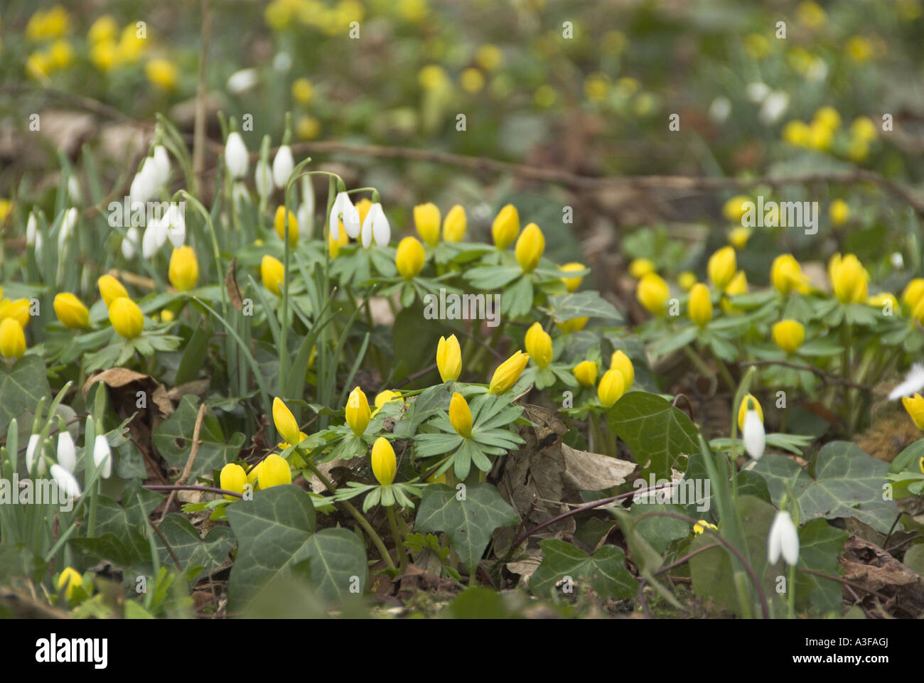 Winter Aconites eranthis hyemalis and Snowdrops galanthus nivalis ...