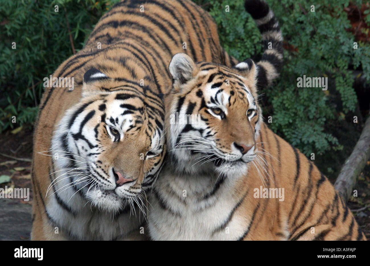 tigers in love Stock Photo - Alamy