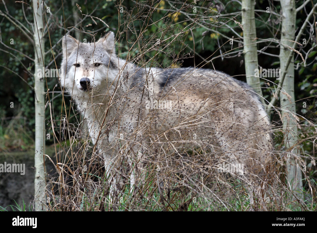 wolf in trees Stock Photo - Alamy