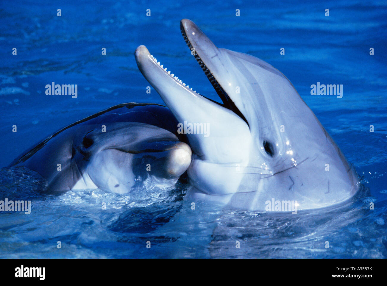 Dolphin Love Photography