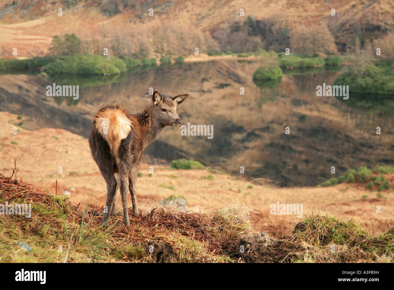 A young Red Deer in the Scottish Highlands UK Stock Photo - Alamy