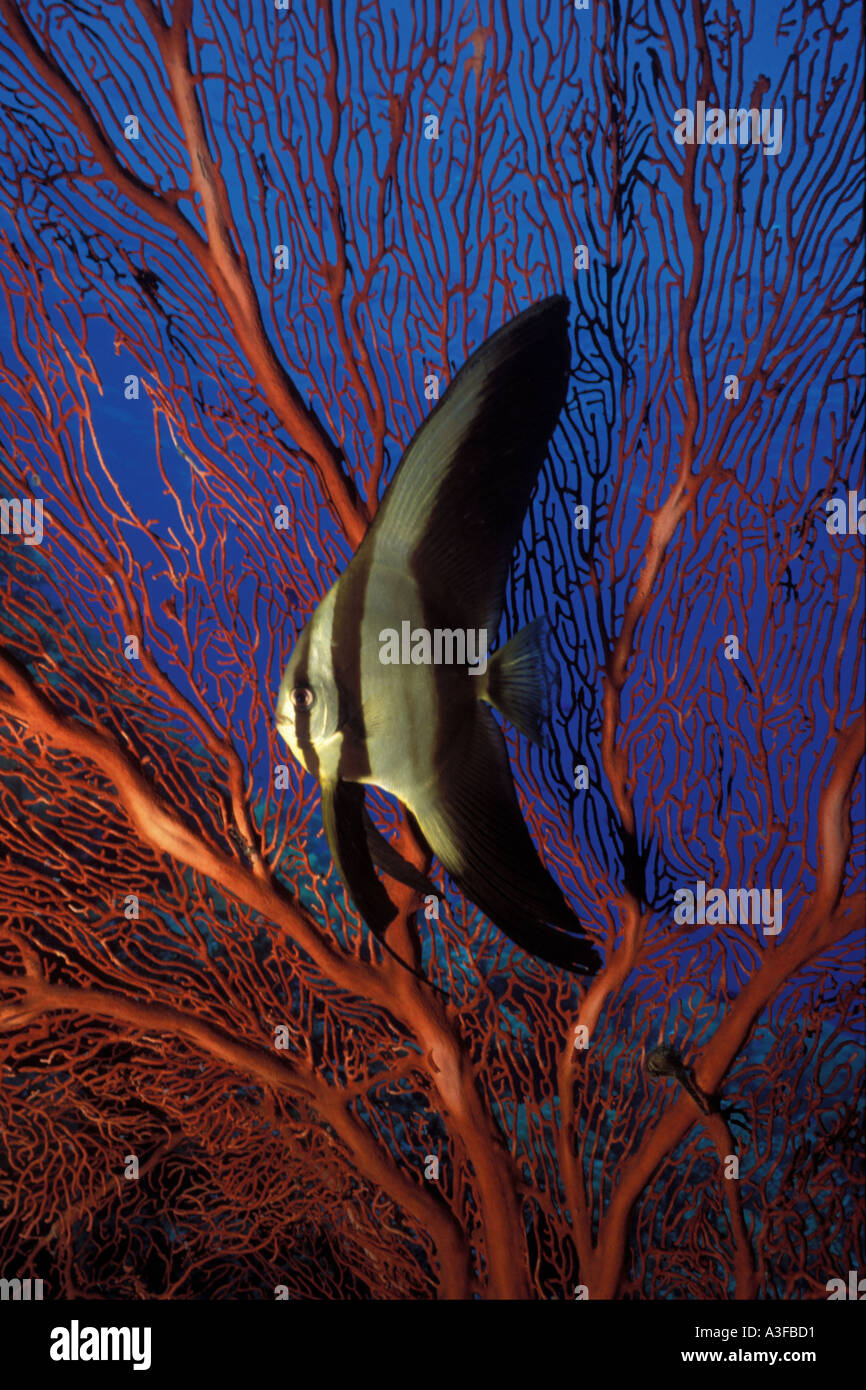 Teira Batfish Platax teira and sea fan Stock Photo - Alamy