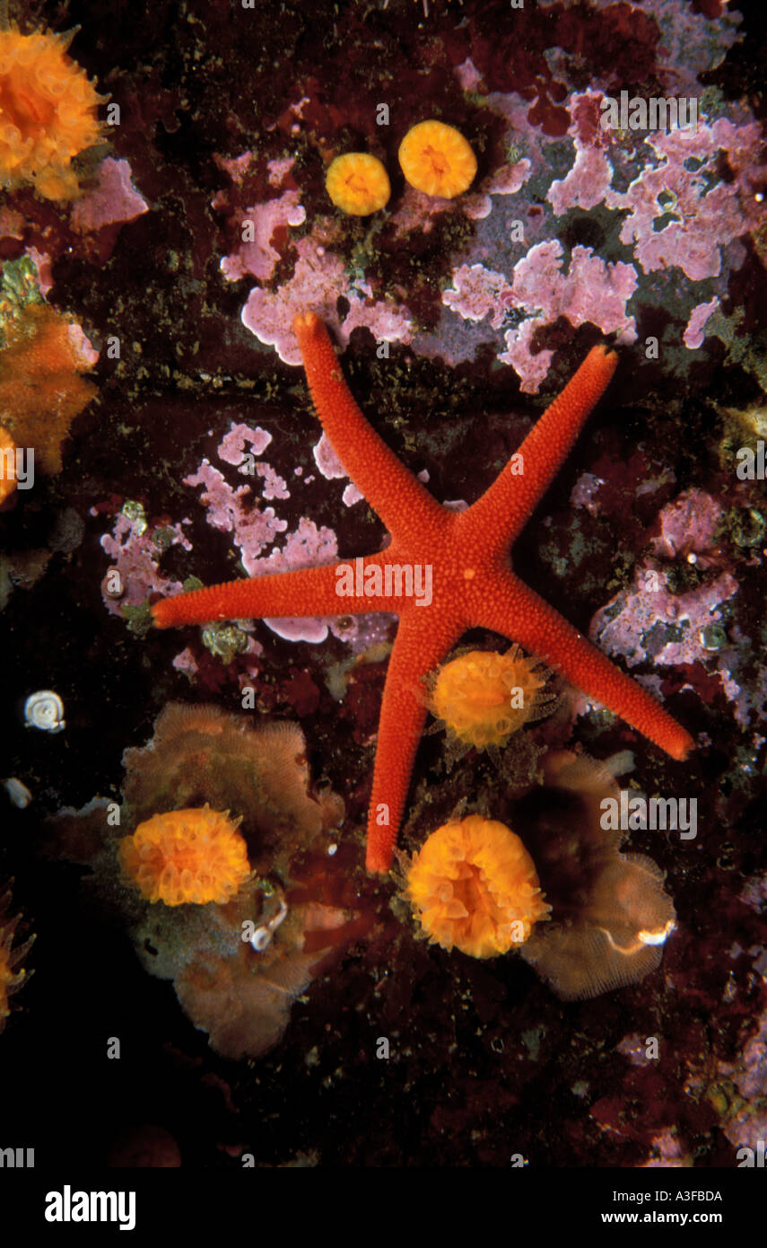 Blood star henricia hi-res stock photography and images - Alamy