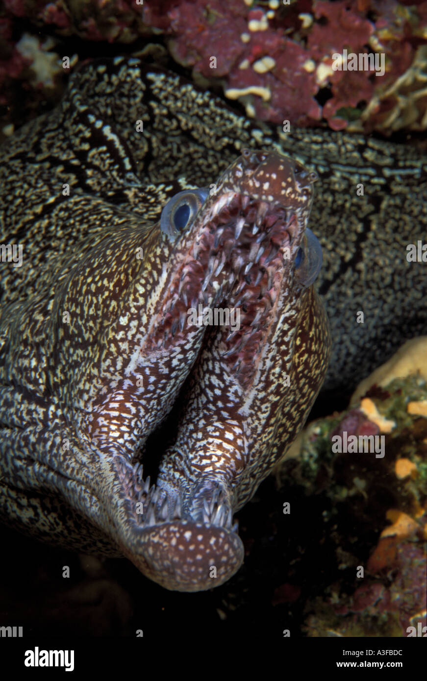 Mosaic Moray Enchelycore ramosa Stock Photo - Alamy