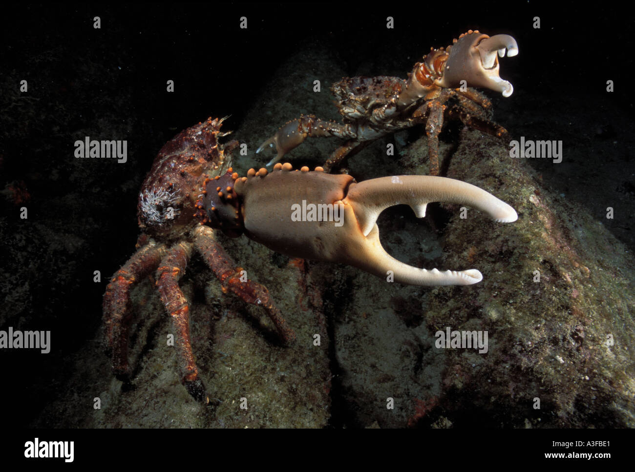 Reef Spider Crabs Mithrax spinosissimus fighting Stock Photo - Alamy