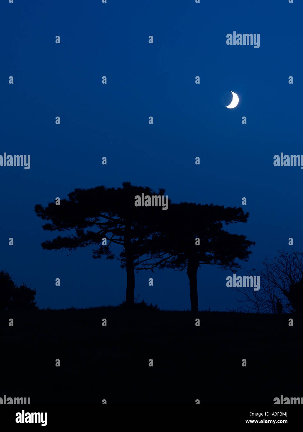 pine trees and moon Stock Photo - Alamy
