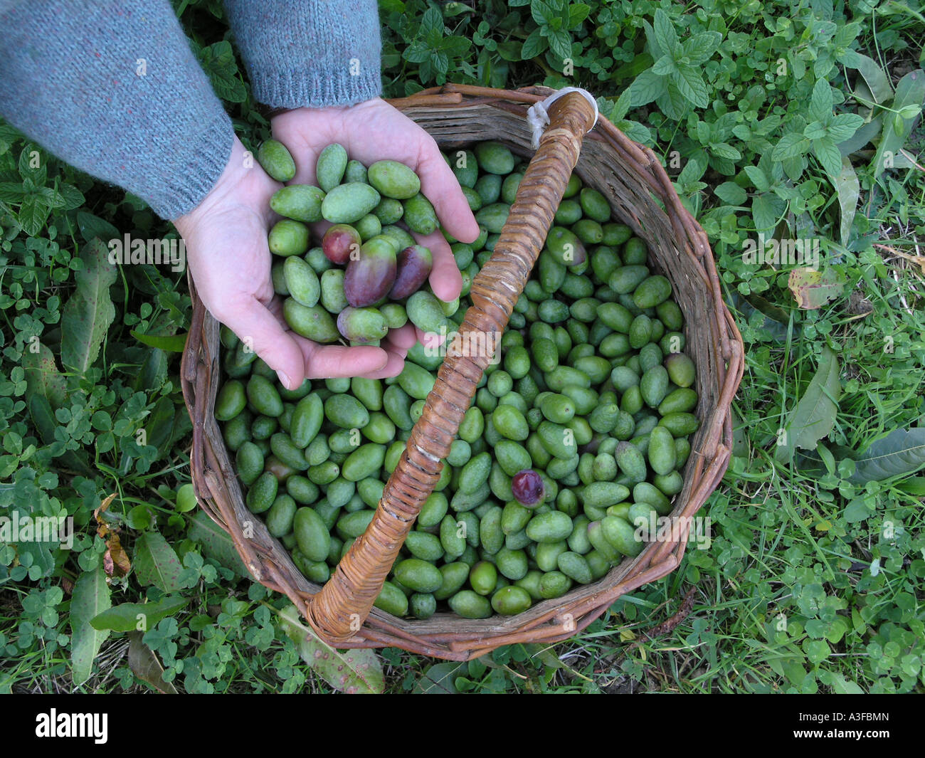 hands showing olives Stock Photo - Alamy